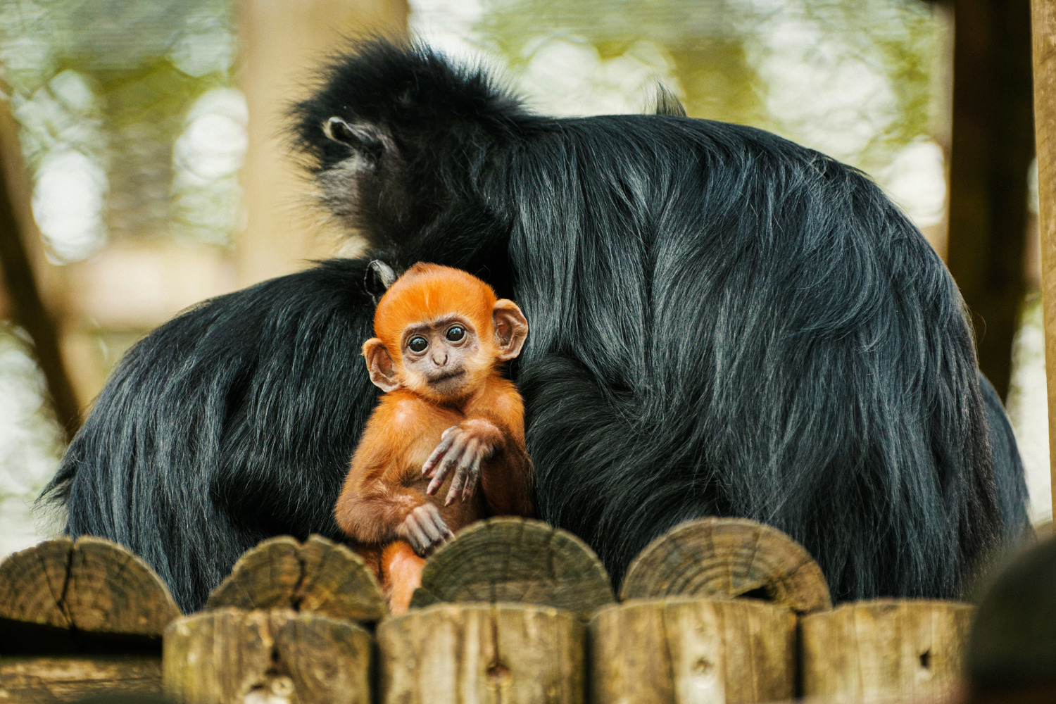Boosting Footfall & Fame for Twycross Zoo | Leopard Co