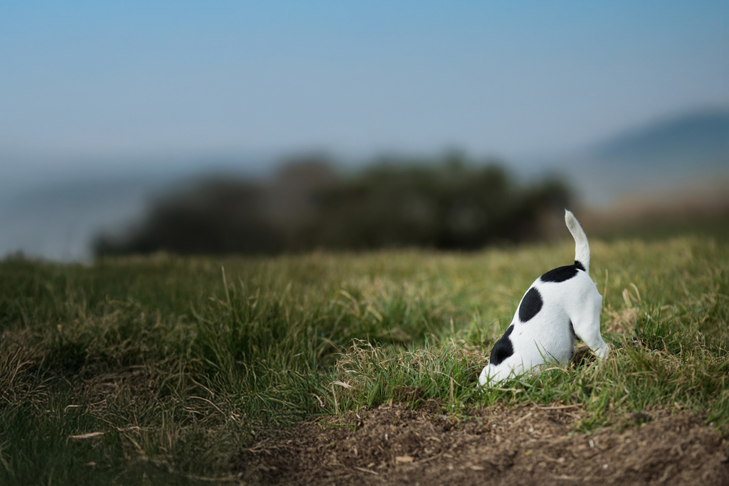 Liverpool FC | Leopard Co