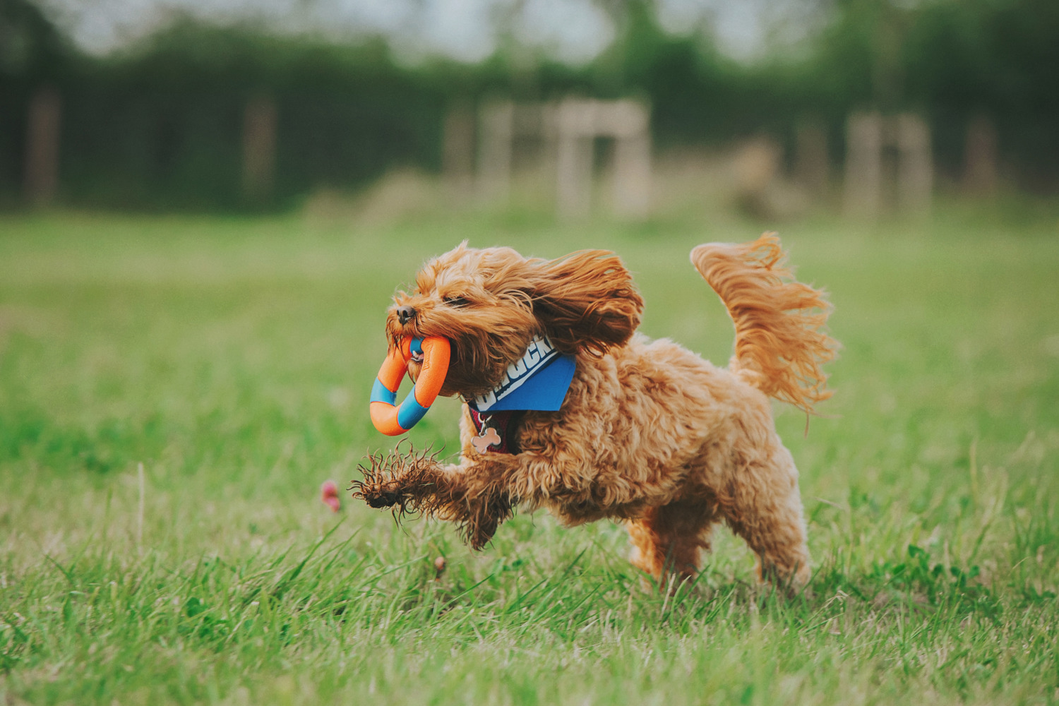 Pet PR & Marketing – Birmingham, UK – Leopard Co