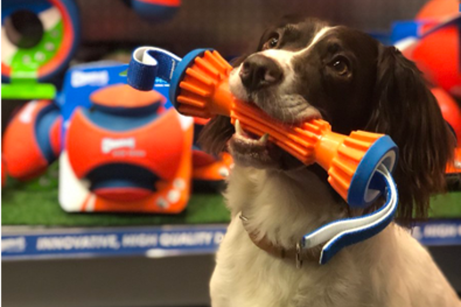 Case Study: ChuckIt! — Pet PR & Social Media - Leopard Co