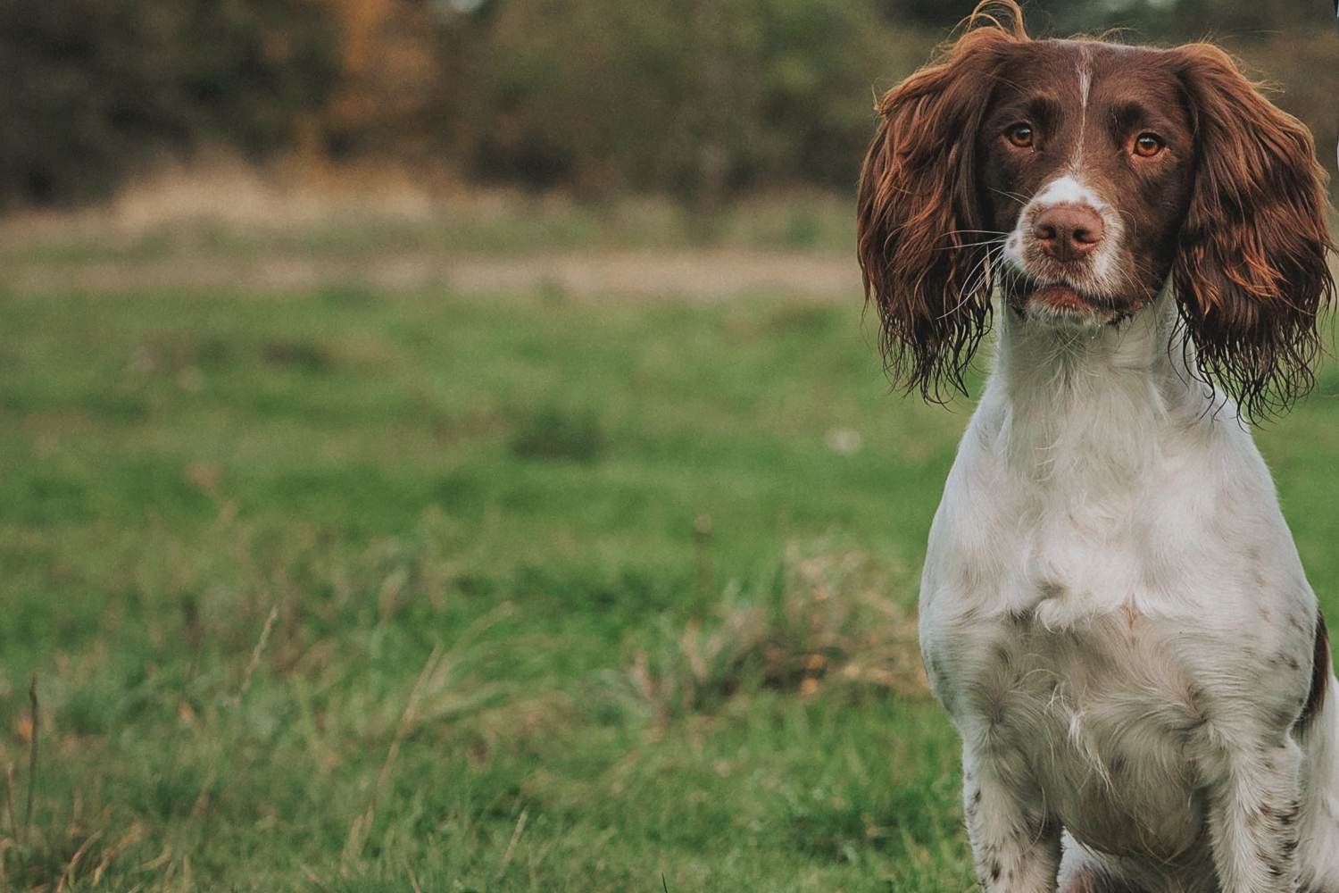 Case Study: Autarky — Pet Social & Digital Marketing - Leopard Co