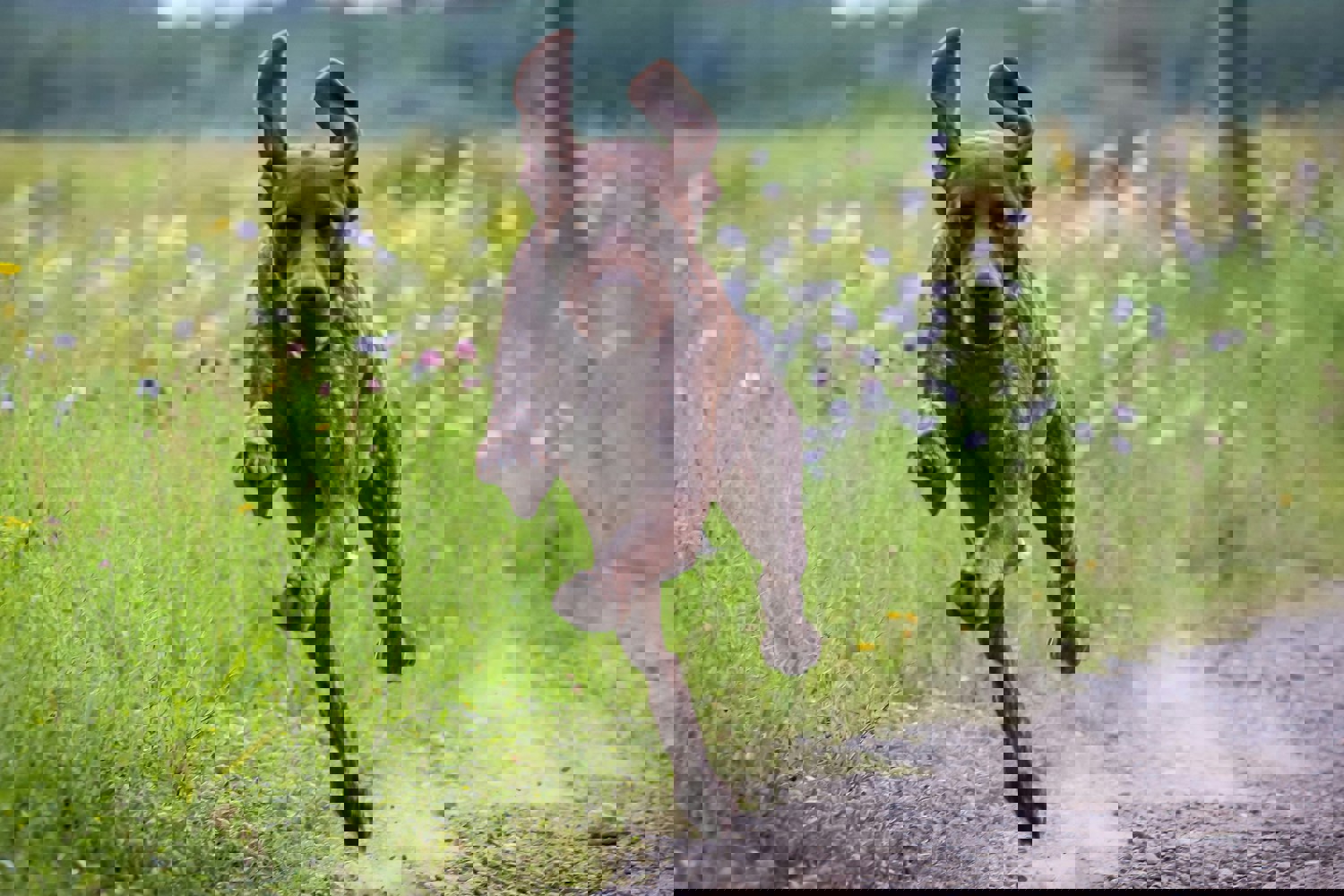 Case Study: Pointer — Pet Strategy - Leopard Co