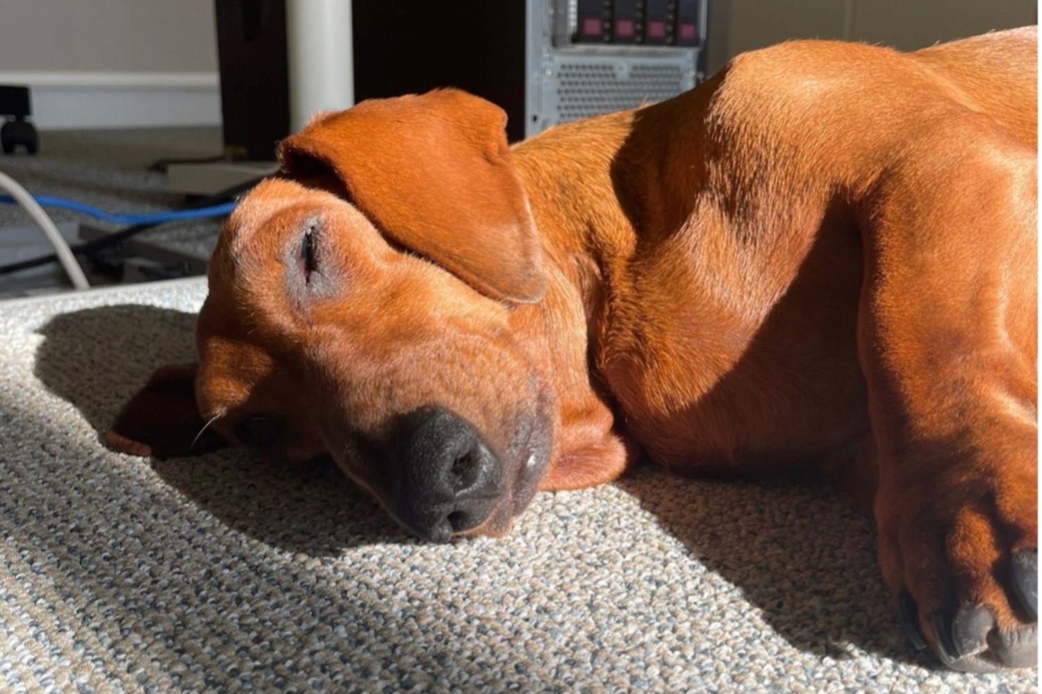 Pets in Design: How Animals Inspire Creative Innovation | Leopard Co